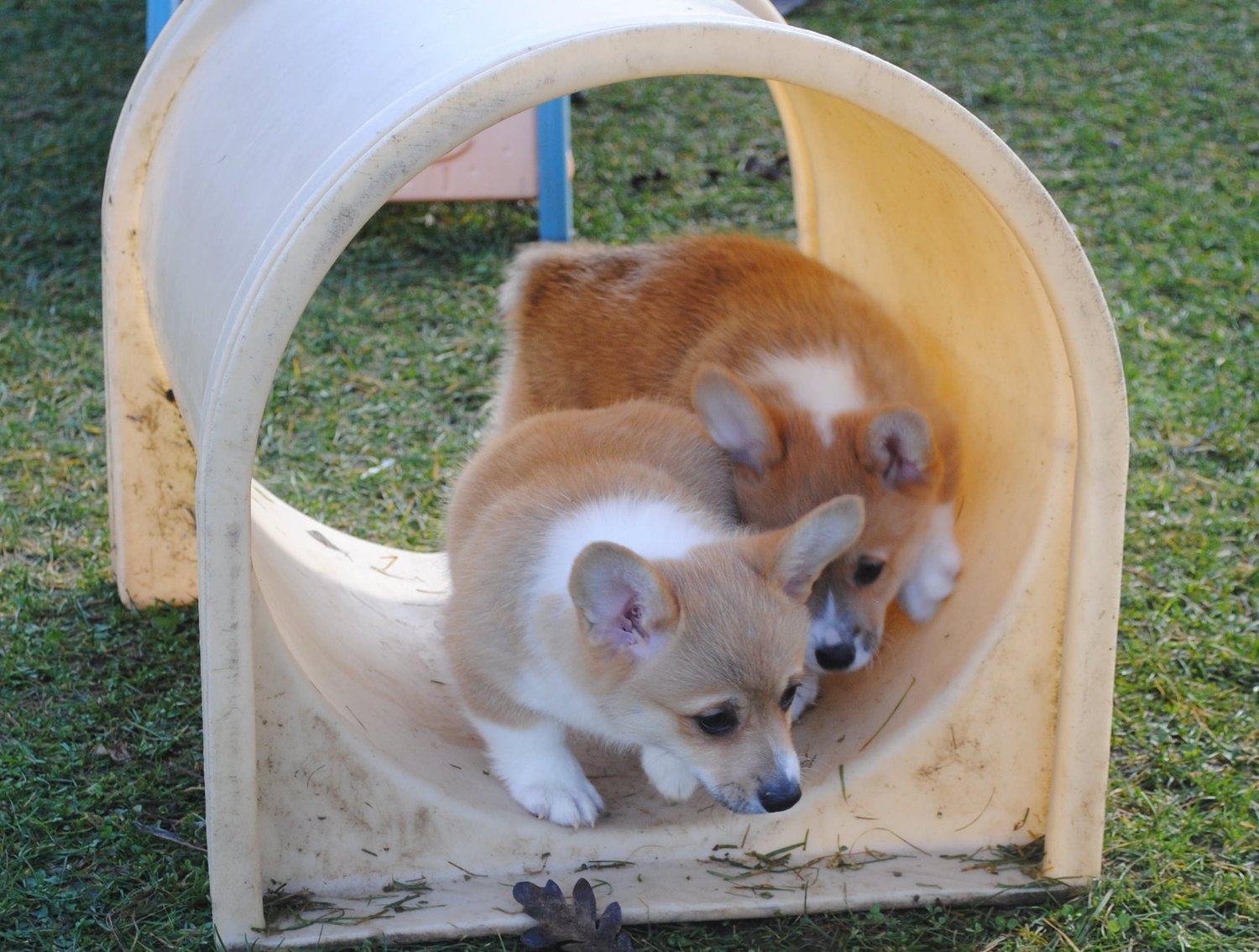 Rogue West Corgis | AKC Registered Corgi Puppies in Oregon