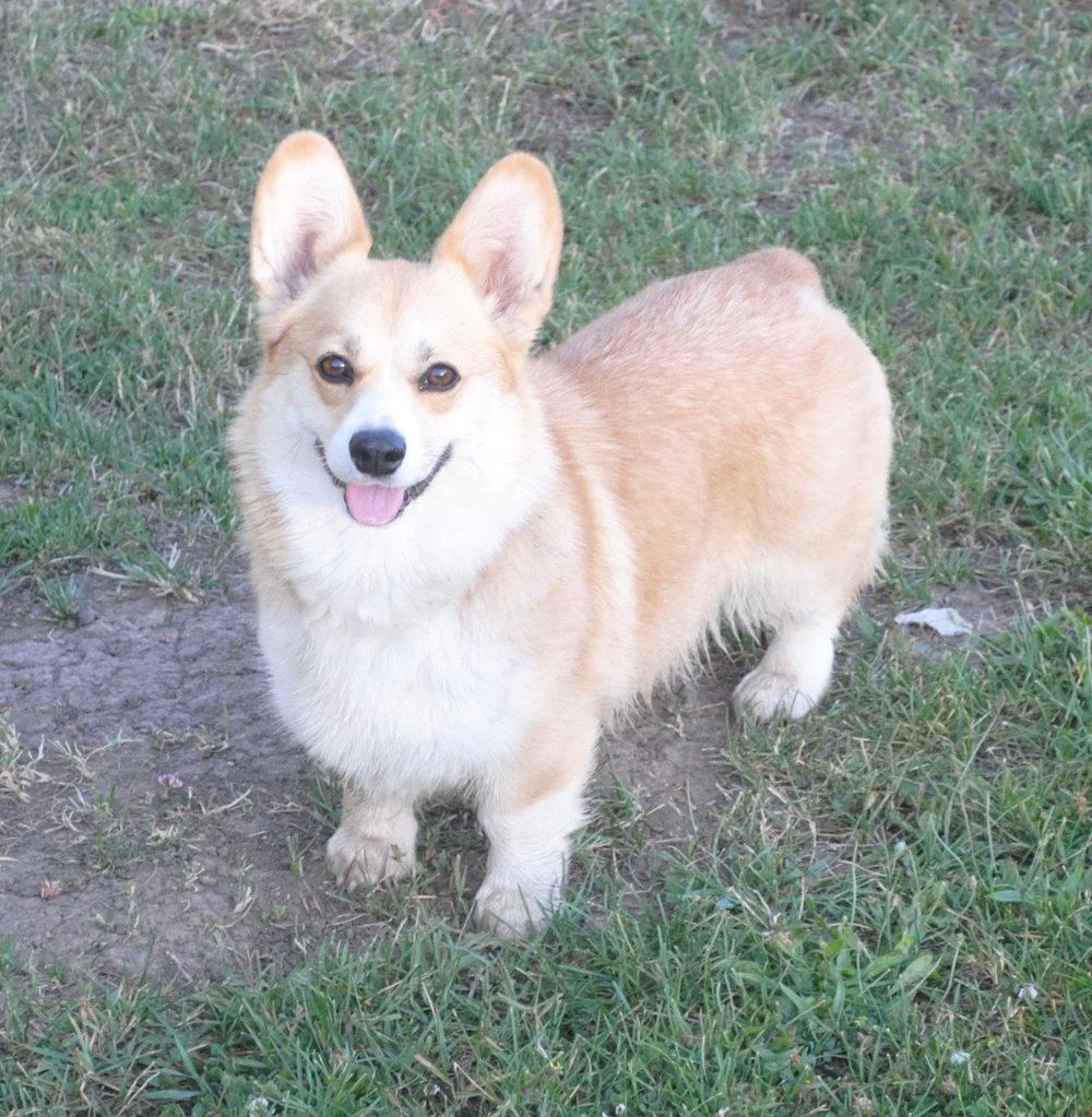 Rogue West Corgis | AKC Registered Corgi Puppies in Oregon