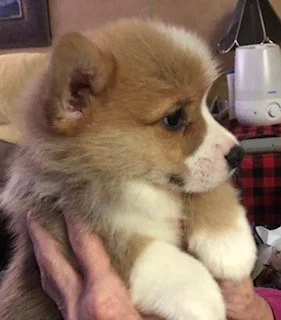 Rogue West Corgis | AKC Registered Corgi Puppies in Oregon