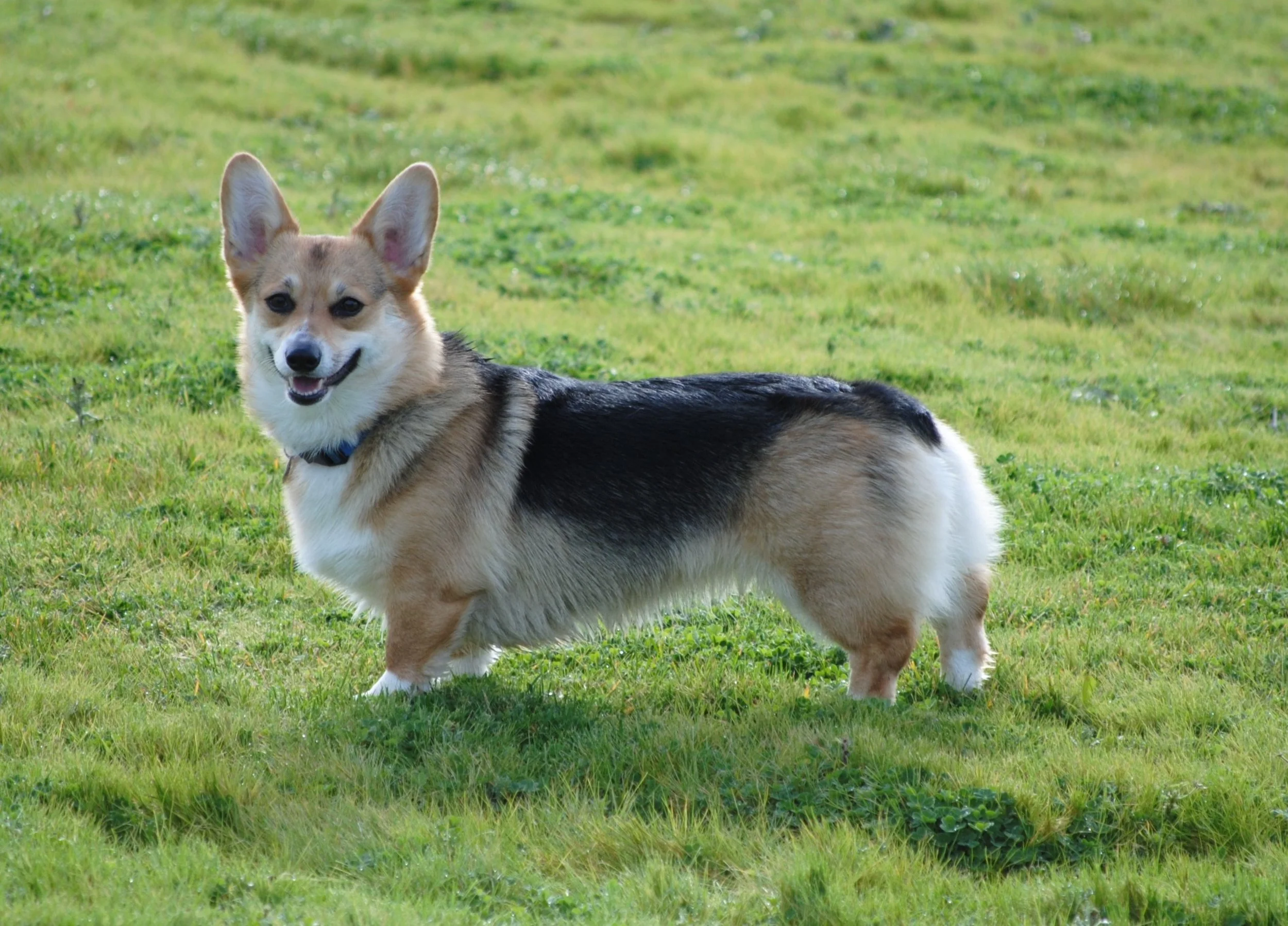 About — Rogue West Corgis | AKC Registered Corgi Puppies in Oregon