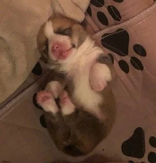 Rogue West Corgis | AKC Registered Corgi Puppies in Oregon
