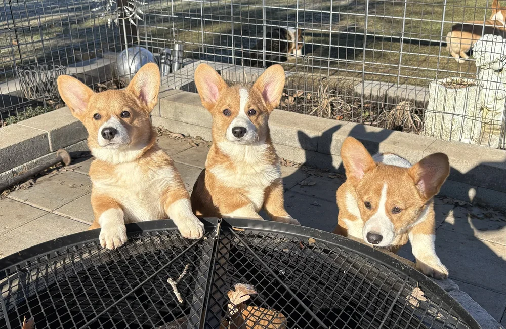 Rogue West Corgis | AKC Registered Corgi Puppies in Oregon