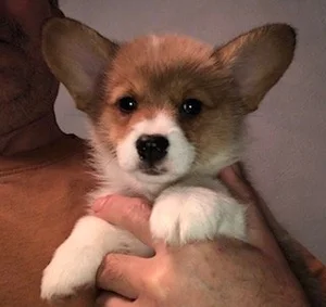 Rogue West Corgis | AKC Registered Corgi Puppies in Oregon