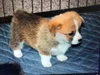 Rogue West Corgis | AKC Registered Corgi Puppies in Oregon