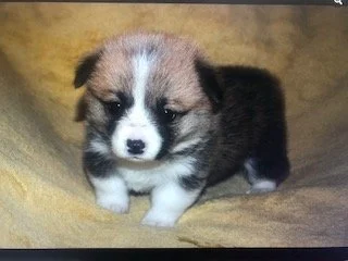Rogue West Corgis | AKC Registered Corgi Puppies in Oregon