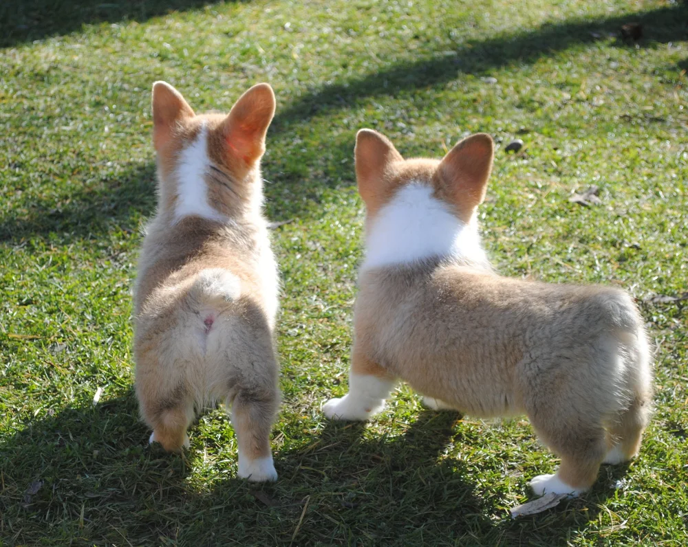 Rogue West Corgis | AKC Registered Corgi Puppies in Oregon