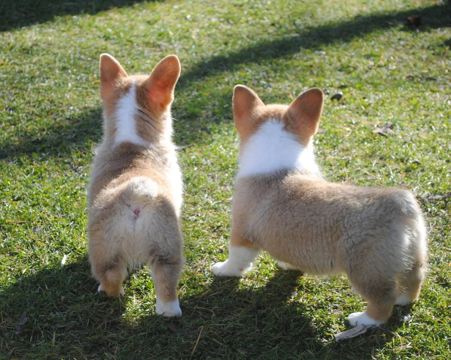 Rogue West Corgis | AKC Registered Corgi Puppies in Oregon