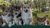 Rogue West Corgis | AKC Registered Corgi Puppies in Oregon