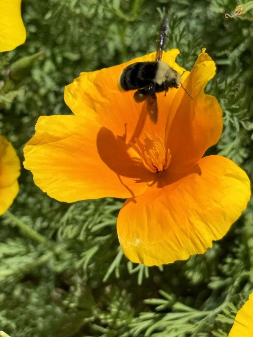 Vancouver Pollinator Festival