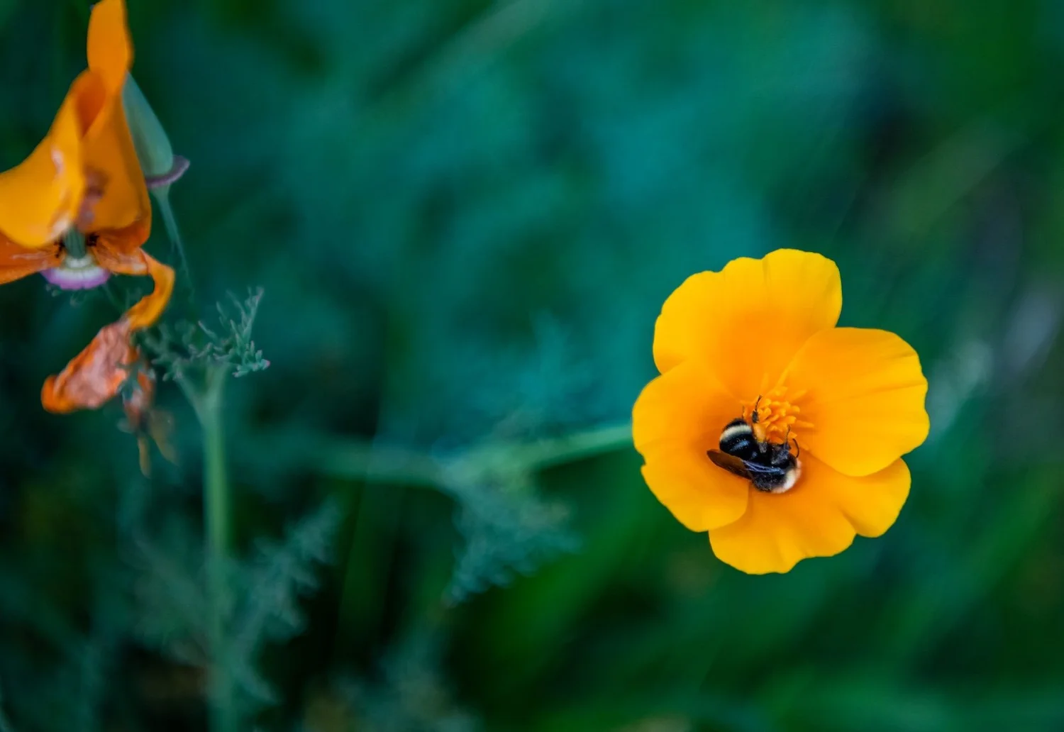 Vancouver Pollinator Festival