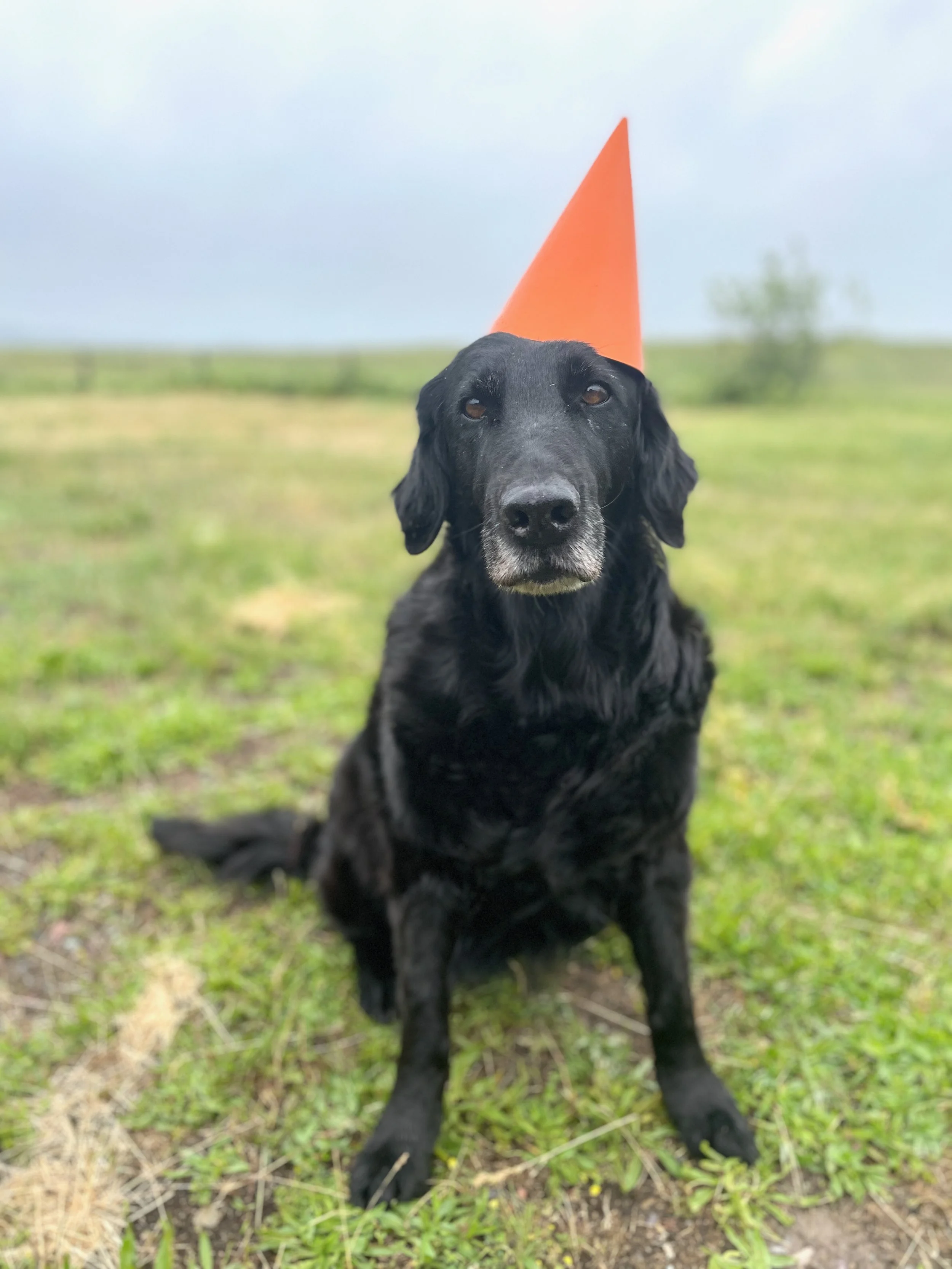 Genetic Rescue — the Flatcoat Conservation Project