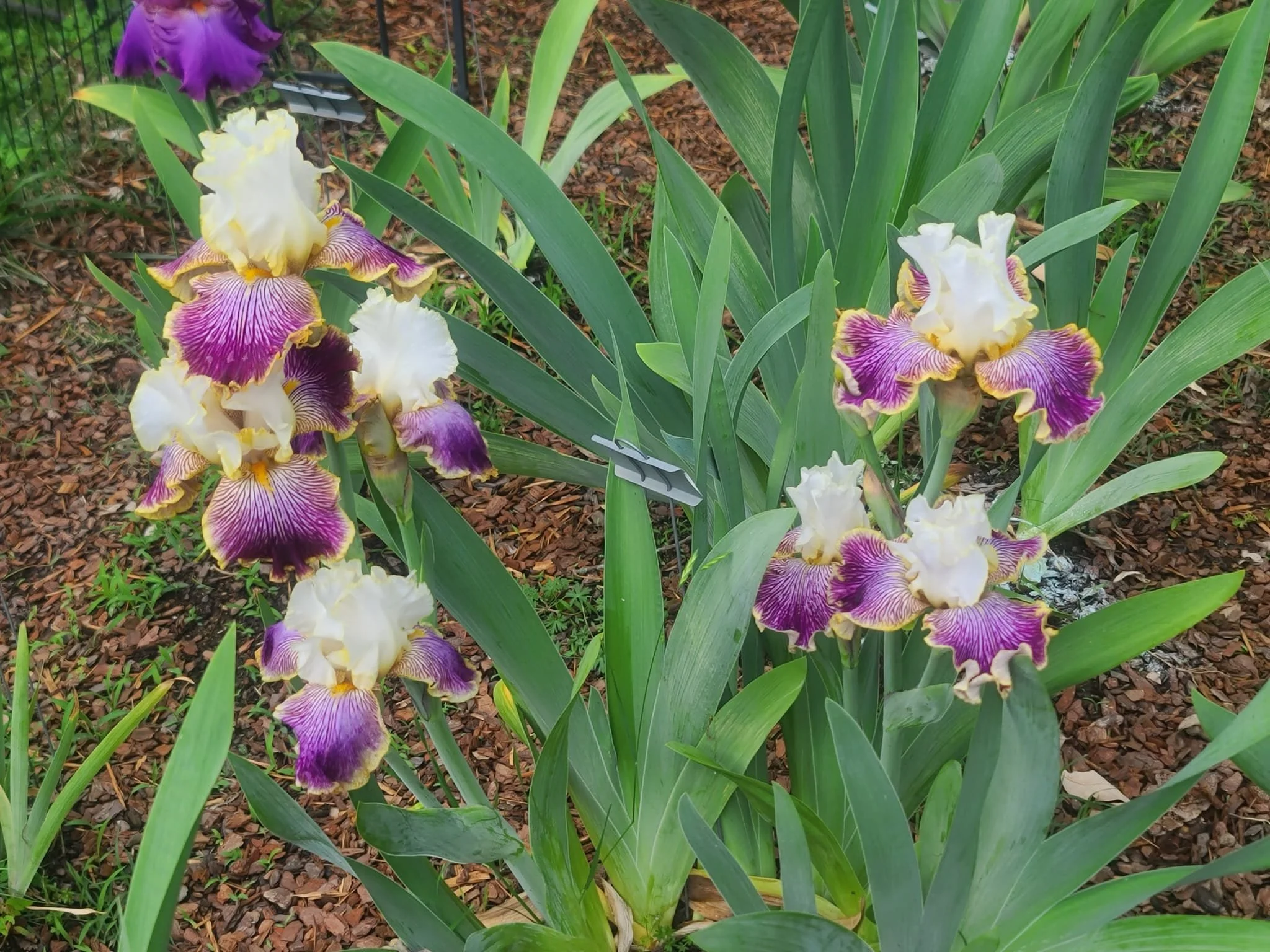 Middle TN Iris Society - The Nashville, TN Chapter of the American Iris ...