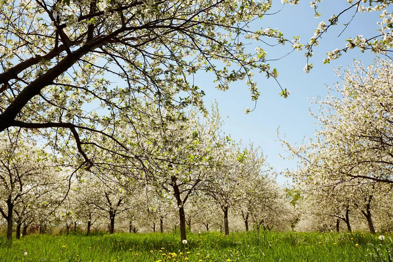 Spring in Door County: The Ultimate Family Activities Guide — North ...