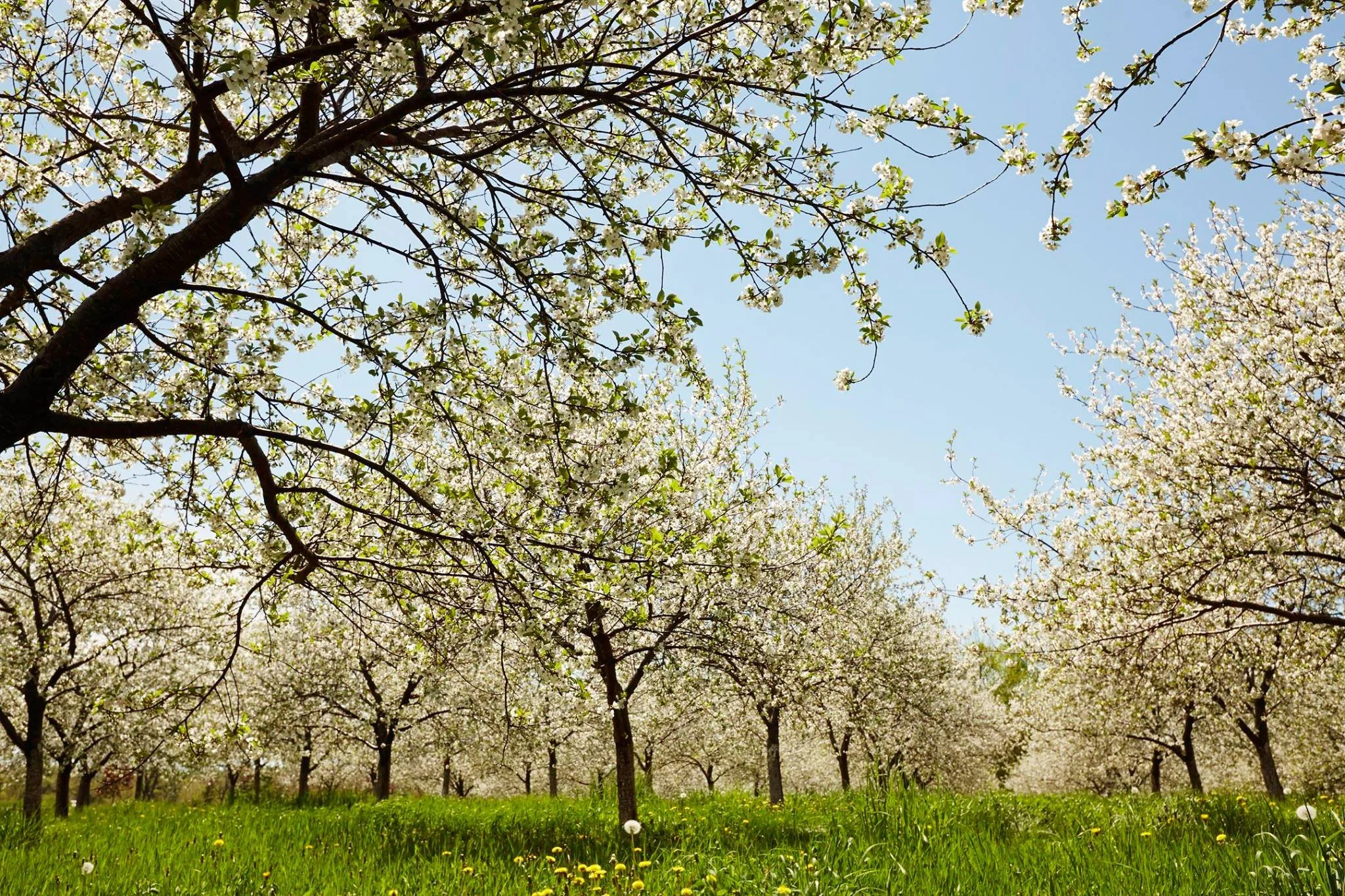 Spring in Door County: The Ultimate Family Activities Guide — North ...
