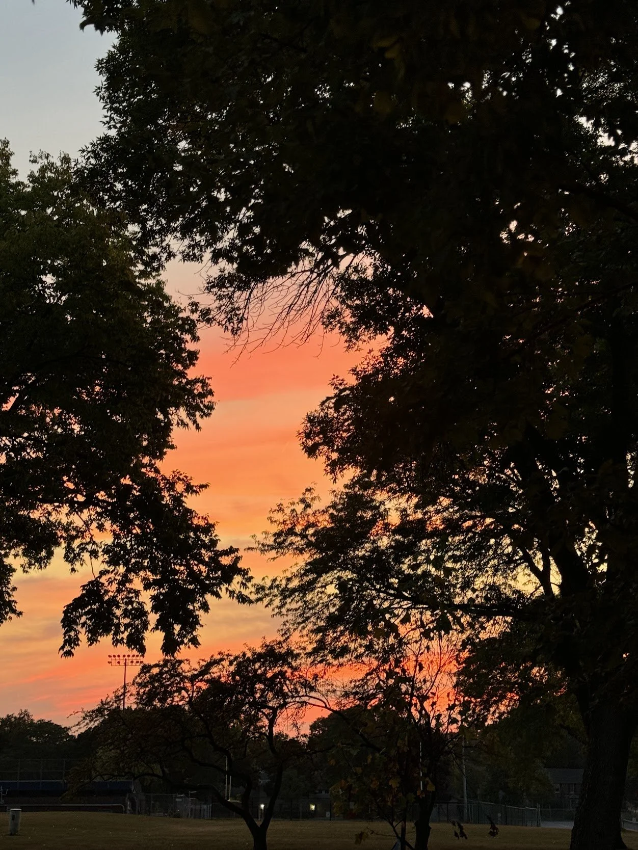 The Trees of Whitefish Bay: Why Our Canopy Matters — North Shore Family ...