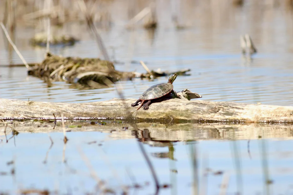 Know the North Shore: Mequon Nature Preserve — North Shore Family ...