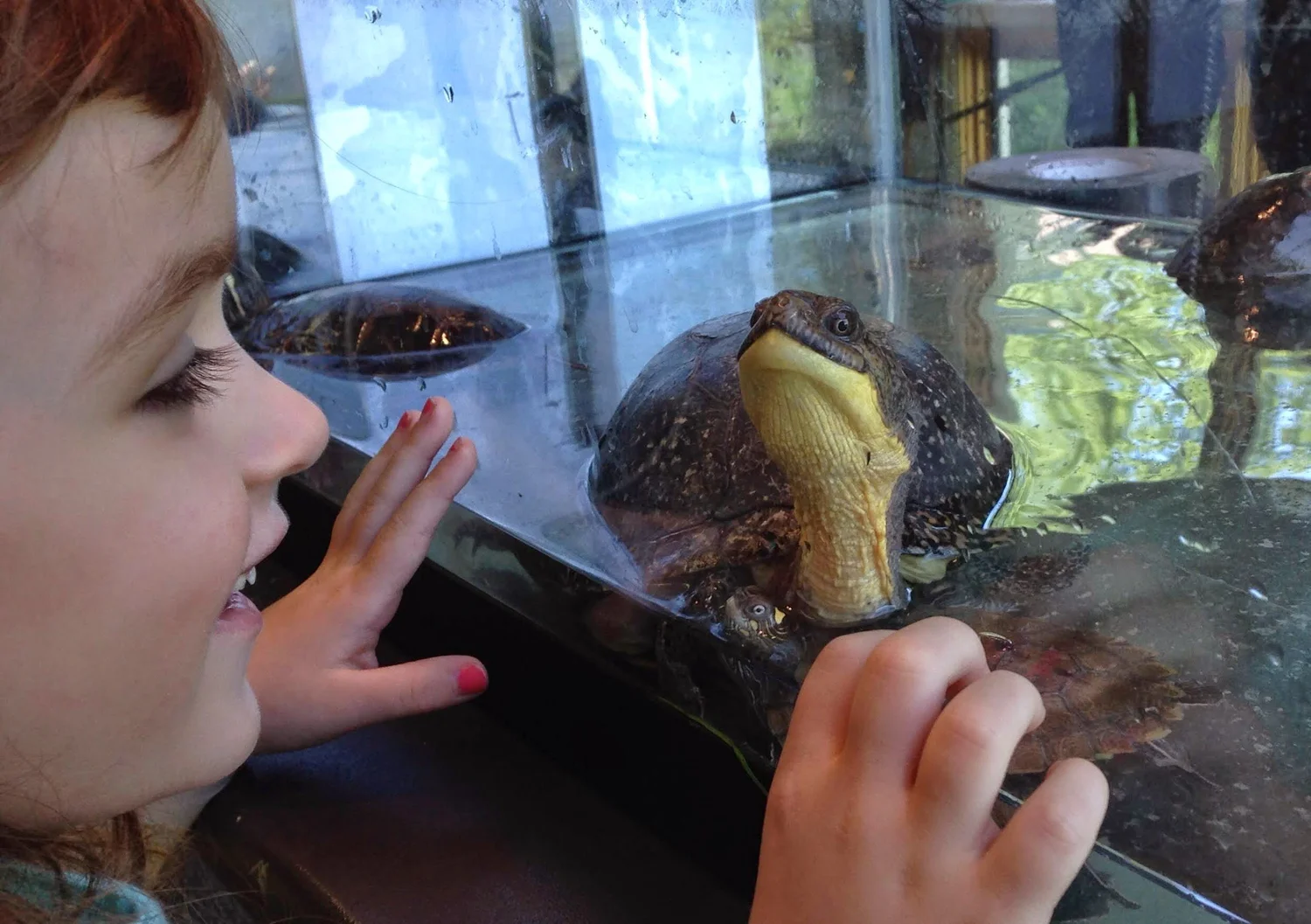 Milwaukee guide to turtles — North Shore Family Adventures