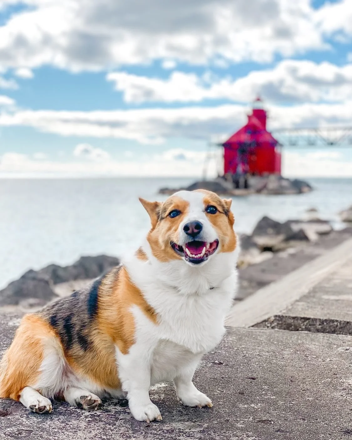 Dog-Friendly Door County: 70+ Places Your Pup Will Love — North Shore ...