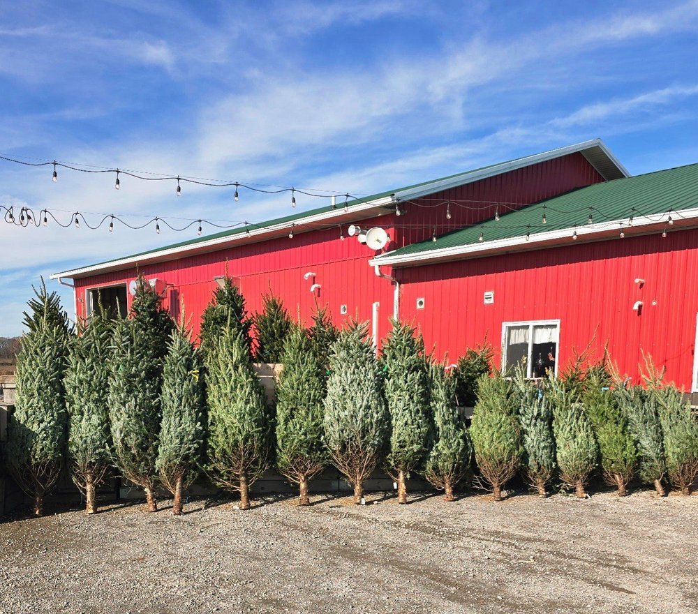 Best Christmas Tree Farms Milwaukee 2025 Guide — North Shore Family ...