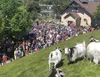 The GOAT: Al Johnson's Swedish Restaurant in Sister Bay — North Shore ...