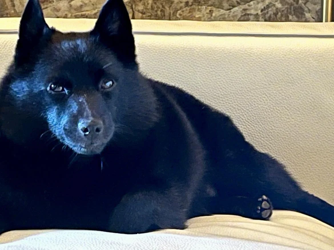 Visa — Sea La Vie Schipperkes