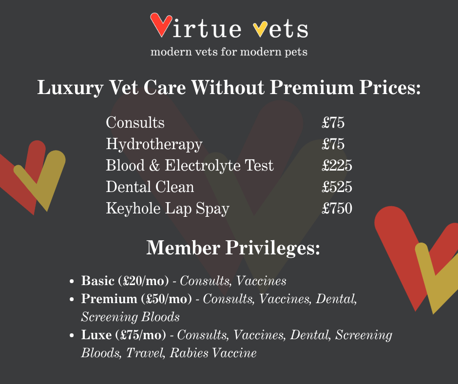 Vets in London | Trusted Veterinary Care at Virtue Vets