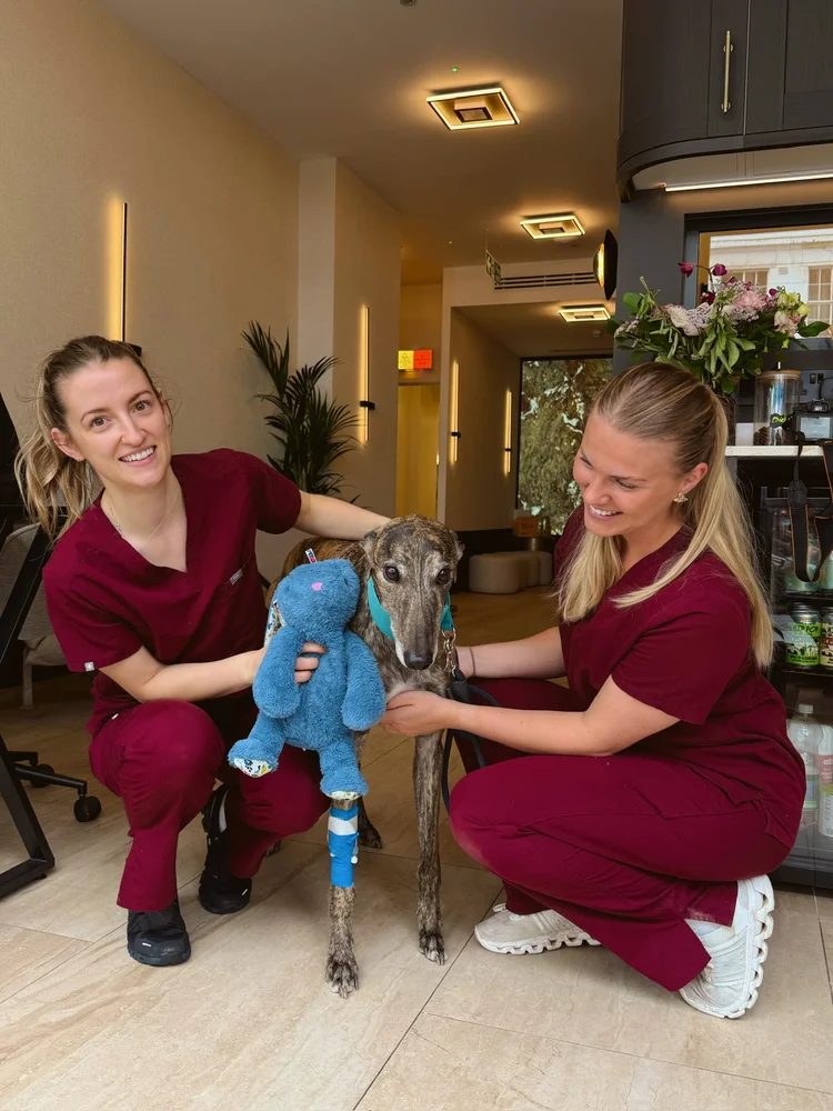 Vets in London | Trusted Veterinary Care at Virtue Vets