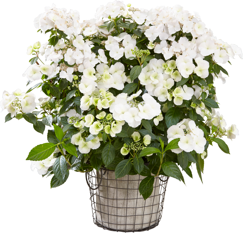 Hydrangea Runaway Bride
