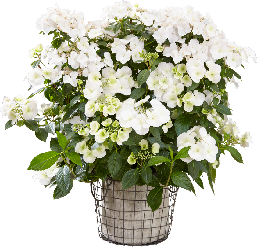 Hydrangea Runaway Bride