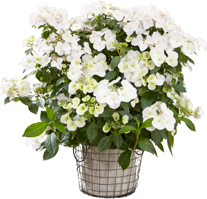 Hydrangea Runaway Bride