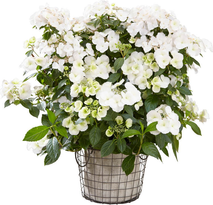 Hydrangea Runaway Bride