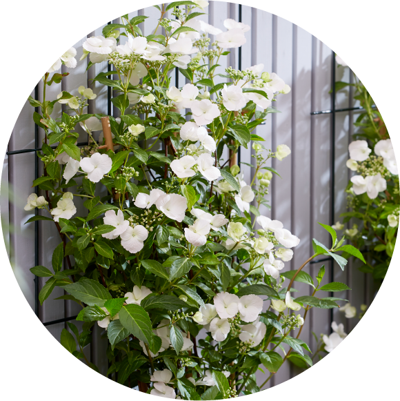 Hydrangea Runaway Bride