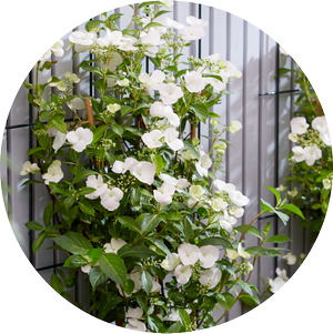 Hydrangea Runaway Bride