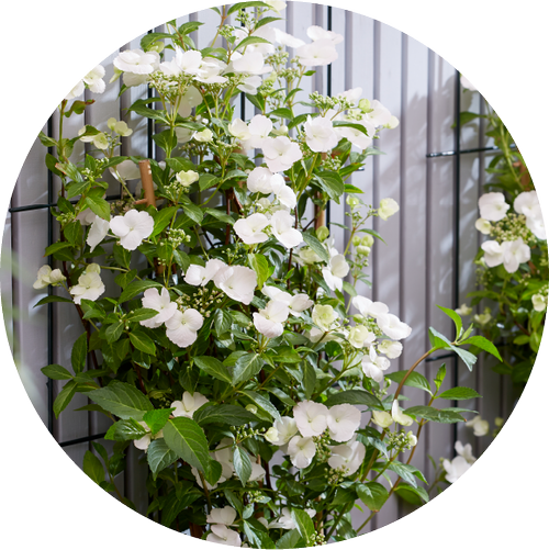 Hydrangea Runaway Bride