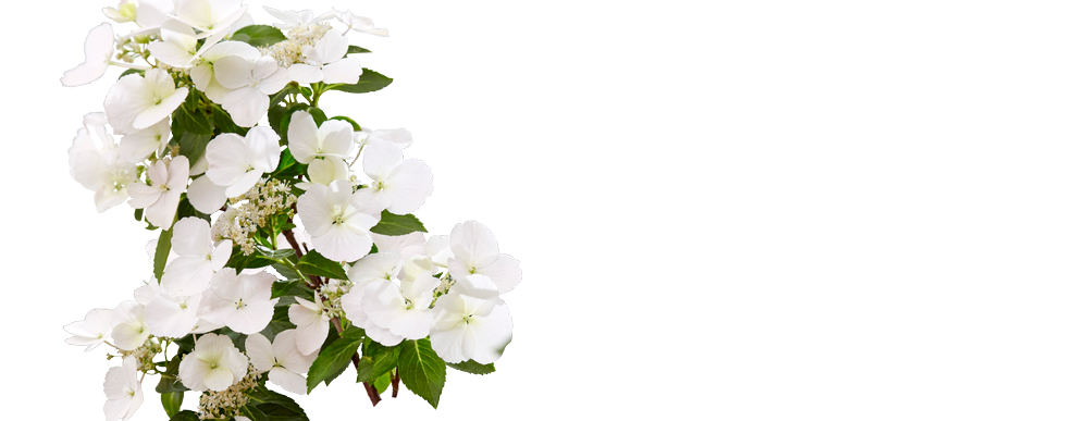 Hydrangea Runaway Bride