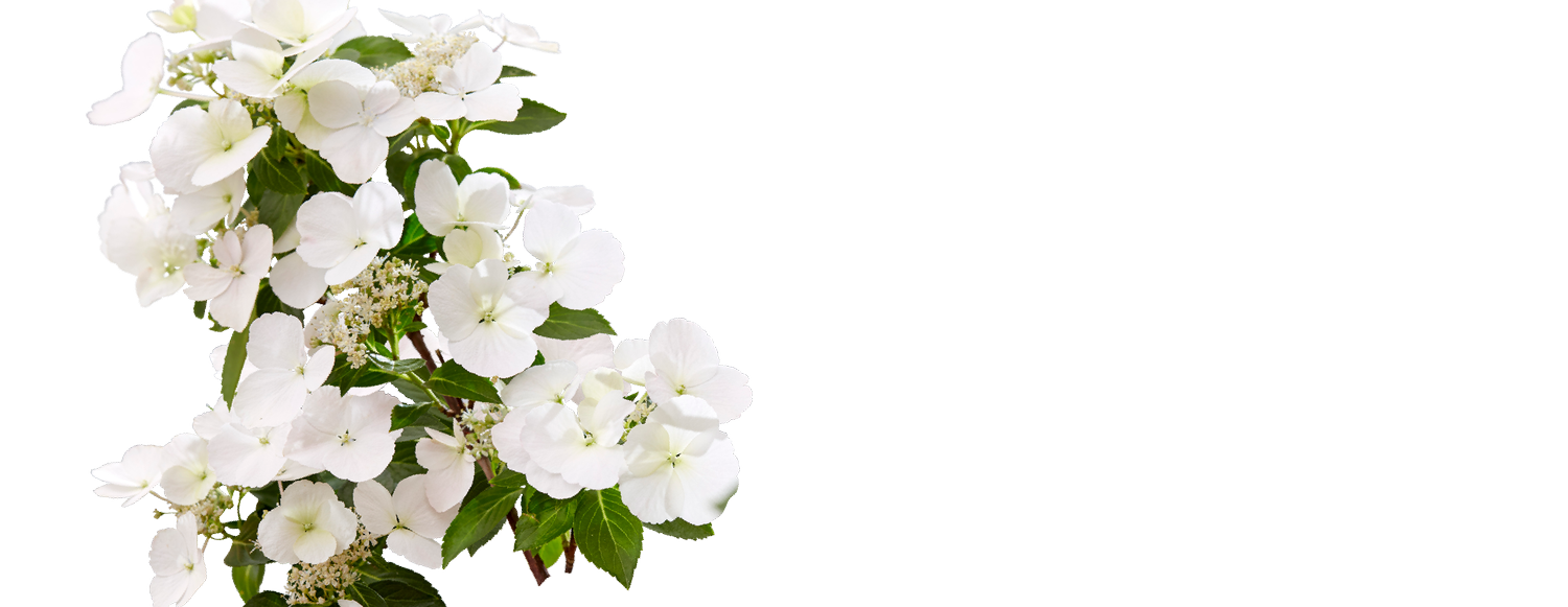 Hydrangea Runaway Bride