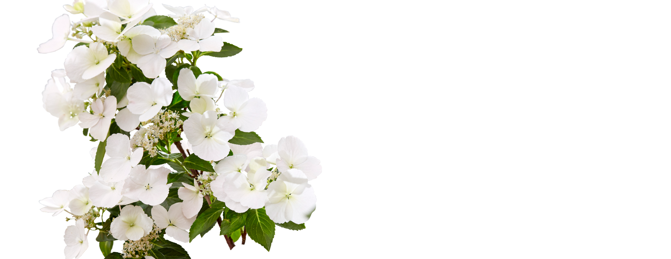 Hydrangea Runaway Bride