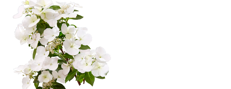 Hydrangea Runaway Bride