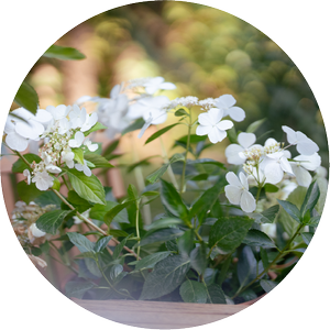 Hydrangea Runaway Bride