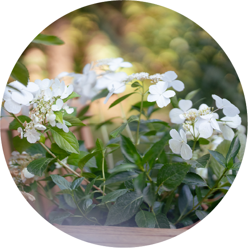 Hydrangea Runaway Bride