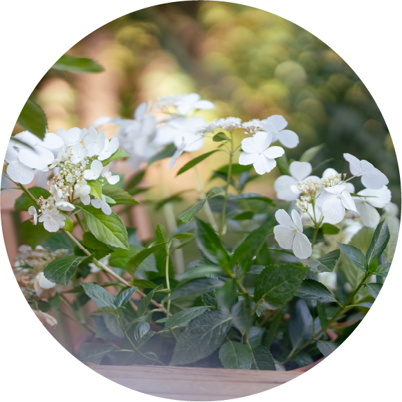 Hydrangea Runaway Bride