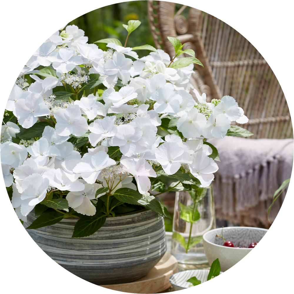 Hydrangea Runaway Bride