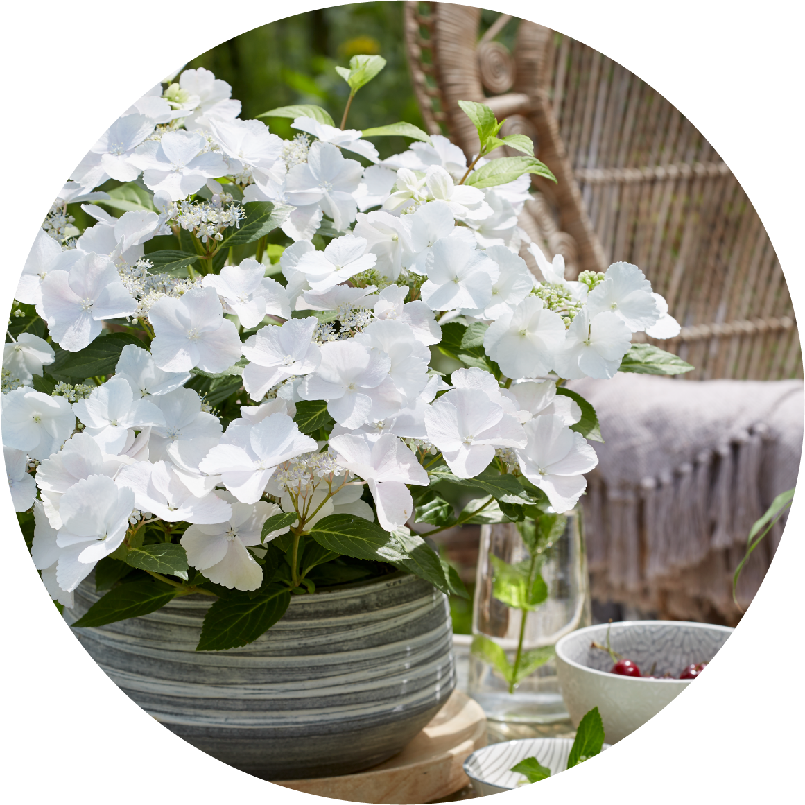 Hydrangea Runaway Bride