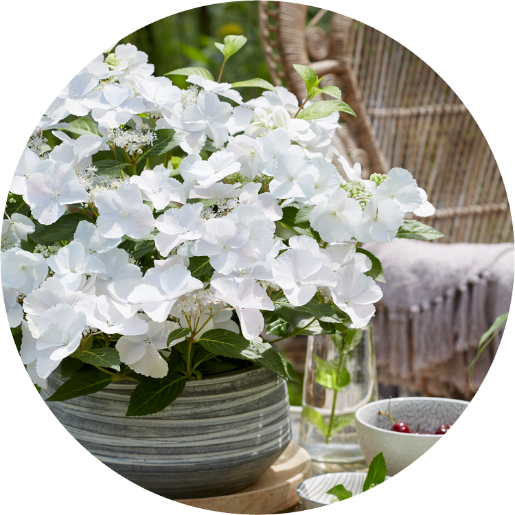 Hydrangea Runaway Bride