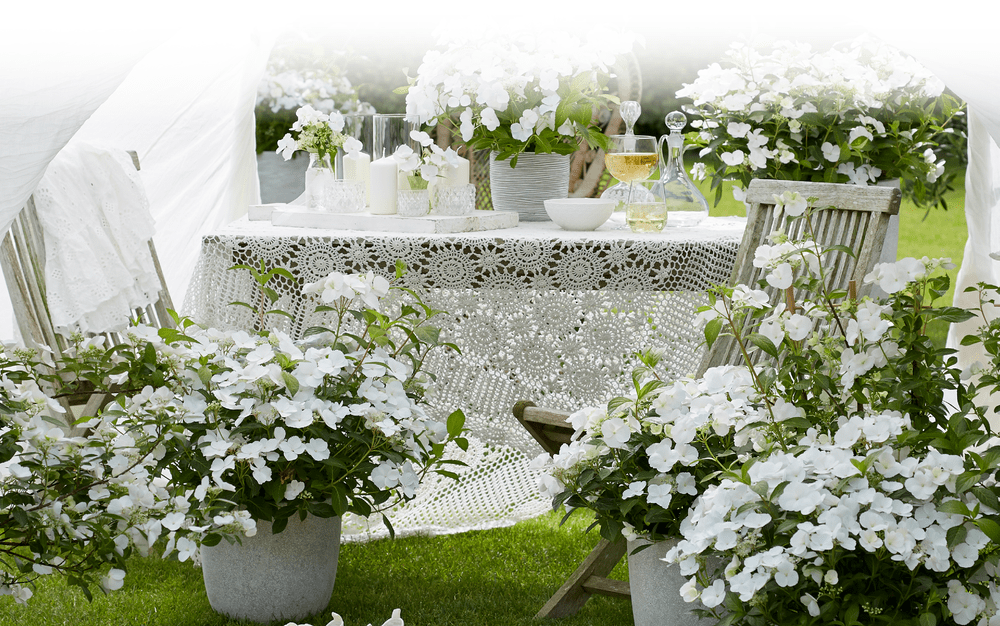 Hydrangea Runaway Bride
