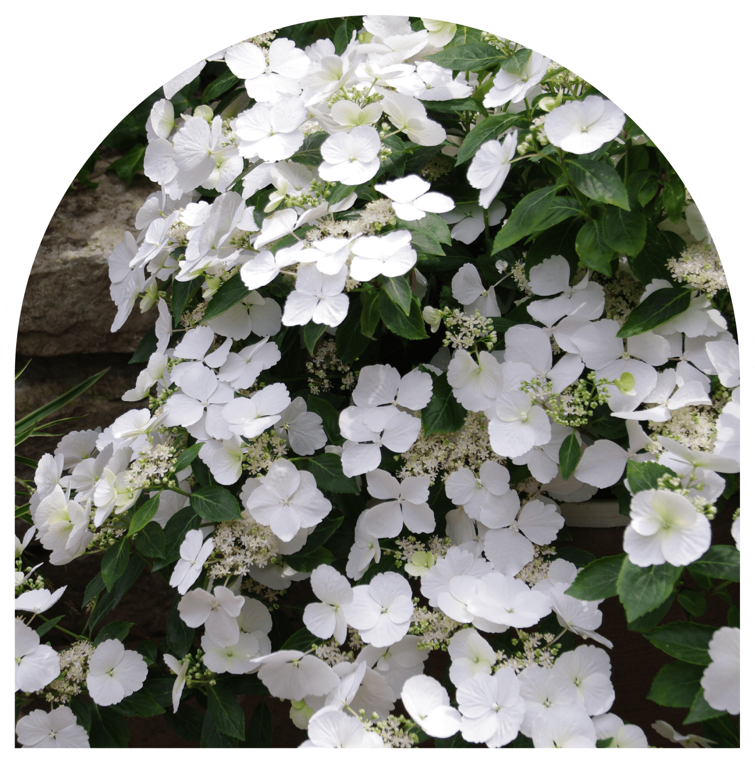Hydrangea Runaway Bride