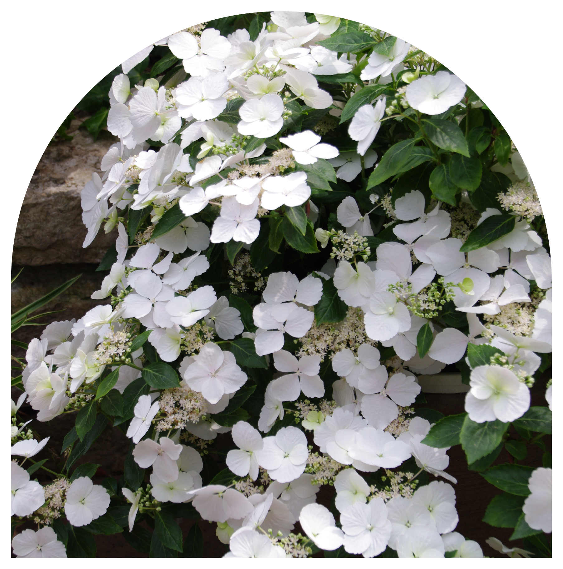 Hydrangea Runaway Bride