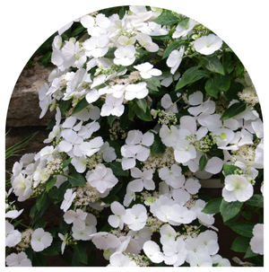 Hydrangea Runaway Bride