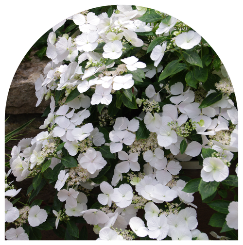 Hydrangea Runaway Bride