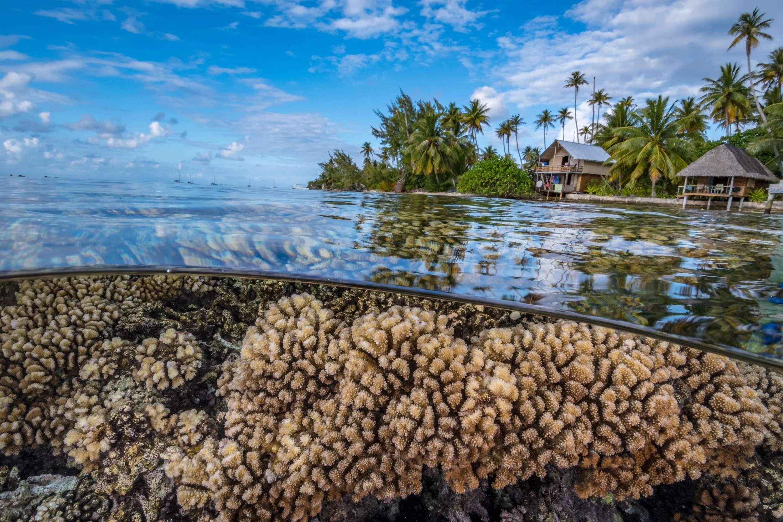 CORAL REEF RESILIENCE — Yachts for Science